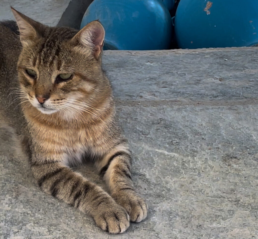 Στείρωση Αδέσποτης Γάτας (Μάρτιος 2025) | kea.gr